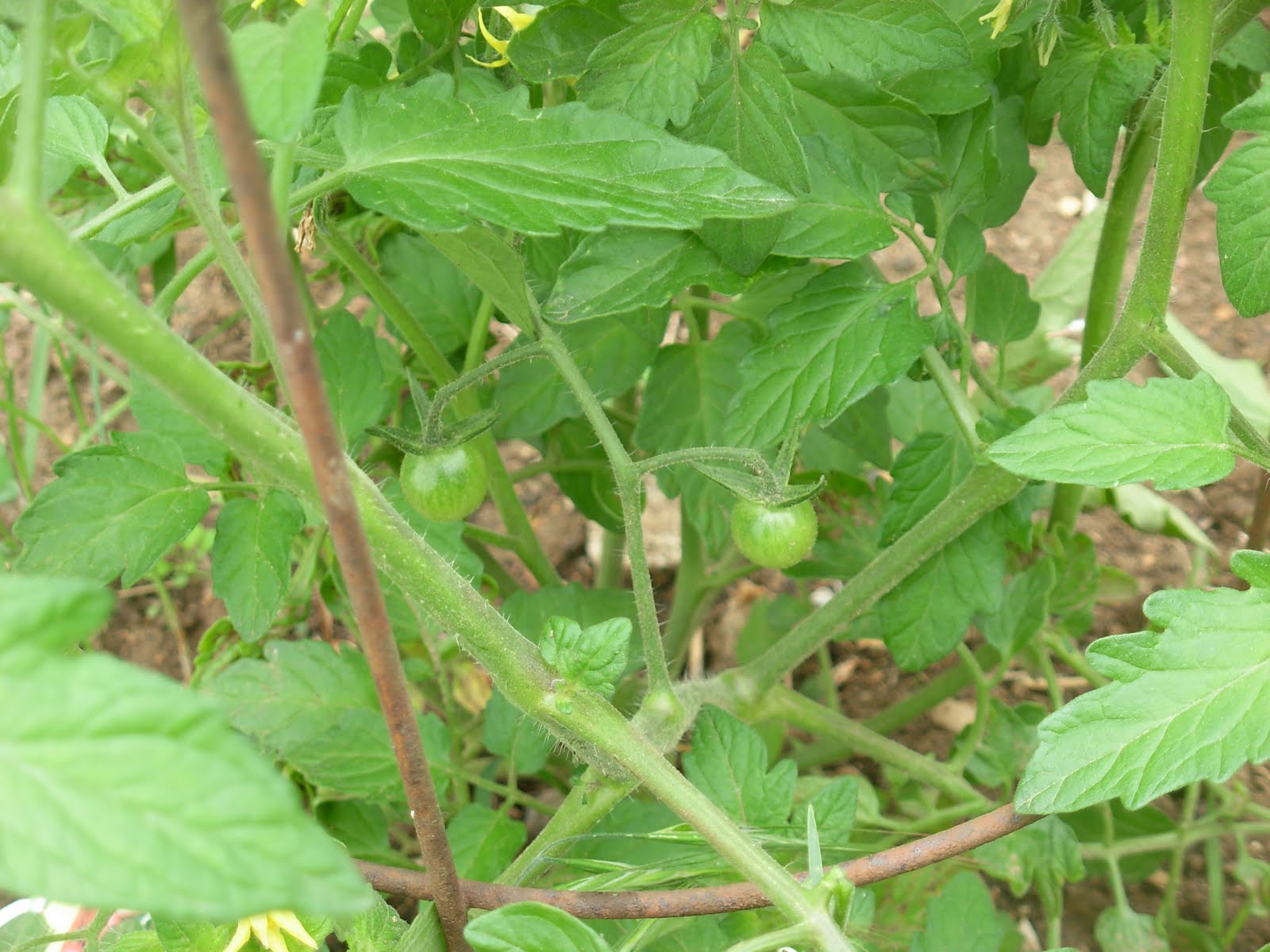 Le petit jardin en face: Les premiers fruits verts