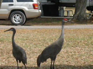 Travel With Whippets: Sumter Oaks RV Park + Disney World Ft. Wilderness