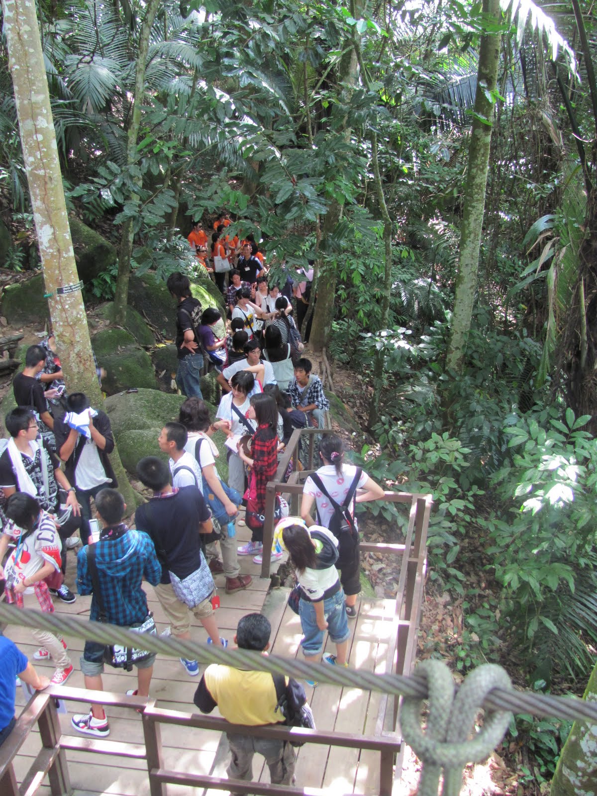 Mark McGinley's Fulbright in Malaysia: Field Trip to FRIM: The Canopy Walk