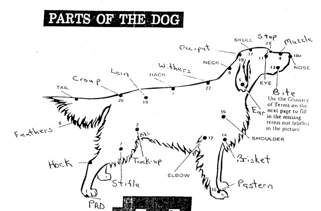 Waggers 4H Dog Club: Know Your Dog