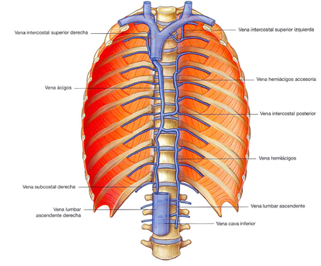 digestivouq: Mediastino posterior por Lina M. Portilla