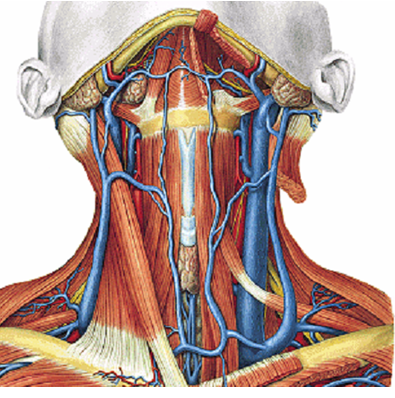 digestivouq: Irrigación, retorno venoso y linfático de cuello por David ...