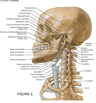 El blog neuroanatomico del Dr. Mime: CUELLO: GENERALIDADES. TOPOGRAFIA ...