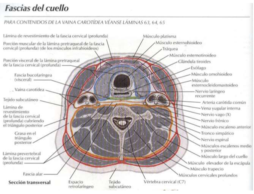 FAMELUZ: FASCIAS DEL CUELLO