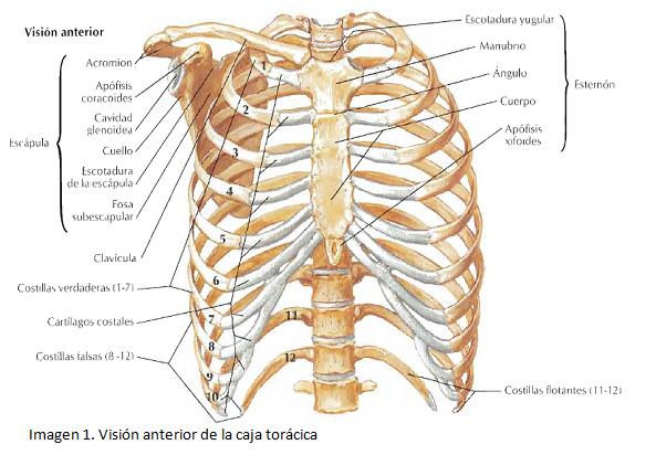 cardiorespiratoriouq: Huesos y articulaciones del toráx por Estiben ...
