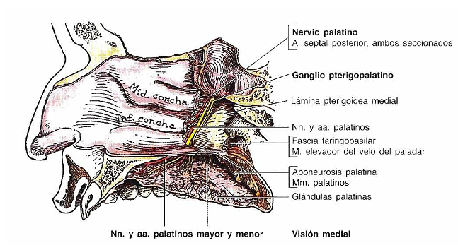 digestivouq: Velo del paladar, paladar muelle o paladar blando por ...