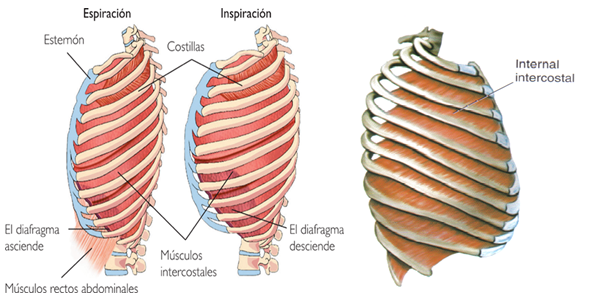 enfermeriauq: MUSCULOS DEL TORAX por Natalia Benavides Restrepo