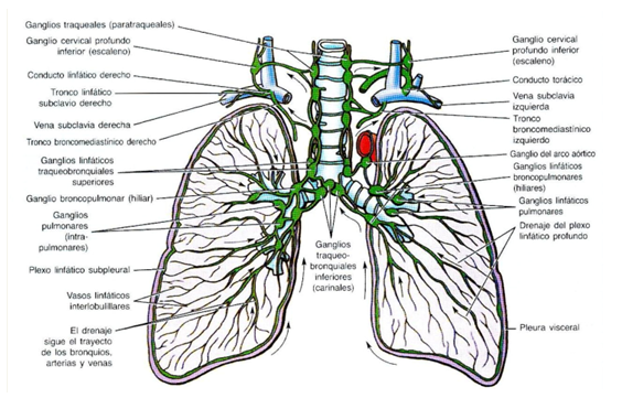 Curso de Anatomía II: Irrigación e inervación de los pulmones,