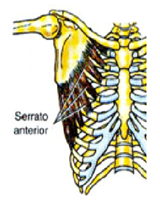 enfermeriauq: MUSCULOS DE LA REGION PECTORAL POR LAURA BOTERO T.