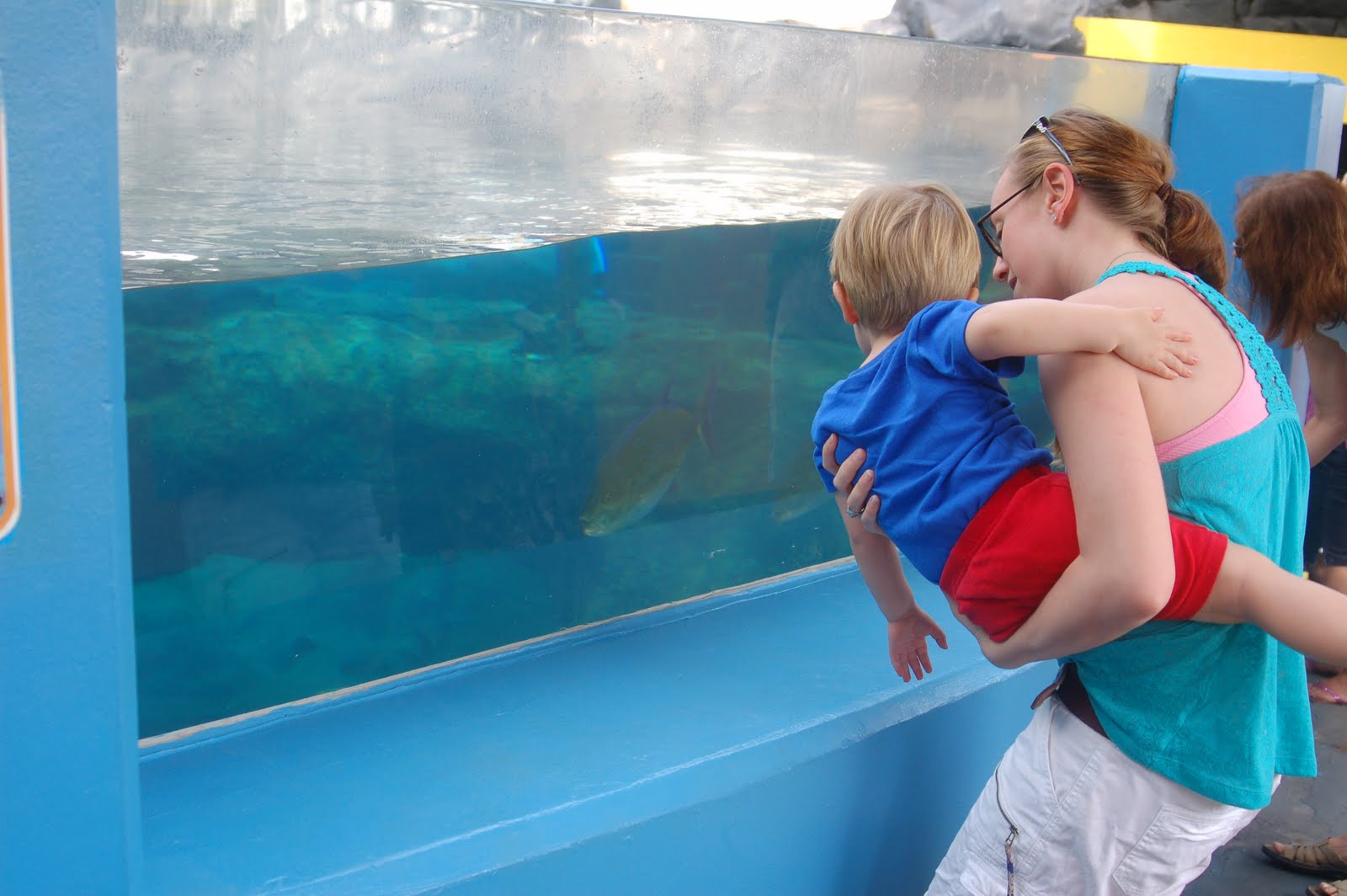 Island Daily: Sea Life Park