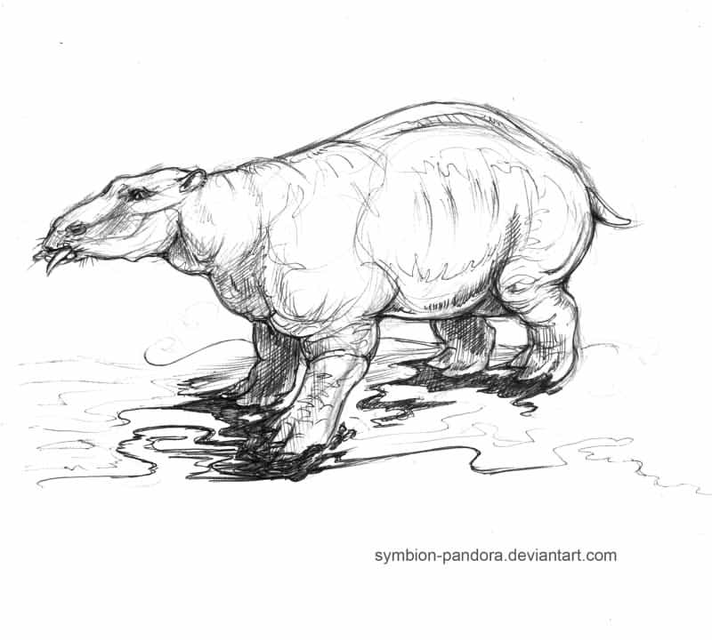 Symbion pandora: Building a desmostylian.