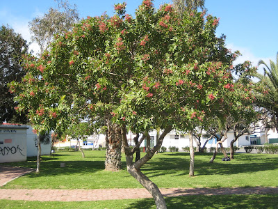 Tijuana Bible: Spring in Playas de Tijuana/La primavera en Playas de ...