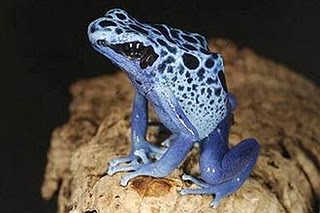 .::Curiosidades Animal::.: Sapo azul? O.O
