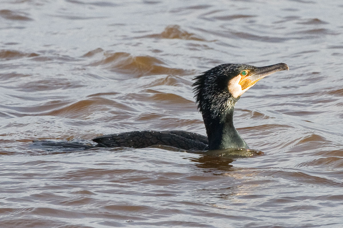 Wild up North: Bare feathered fish fight
