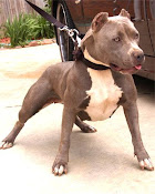 American Pitbull Terrier (APBT): LINEAS APBT