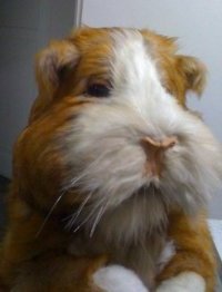 Visión CMYK: El cuy mágico, ícono peruano.