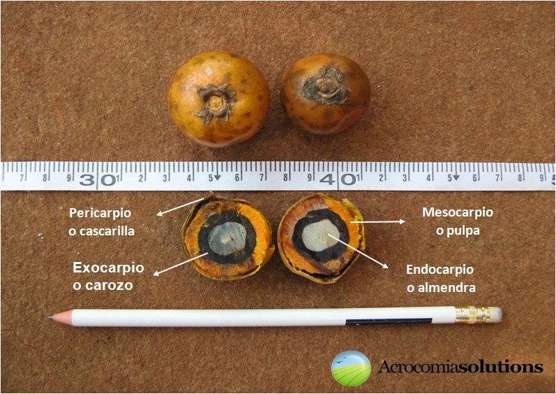 granito de arena: Mesocarpio de la Coroba o la pulpa..