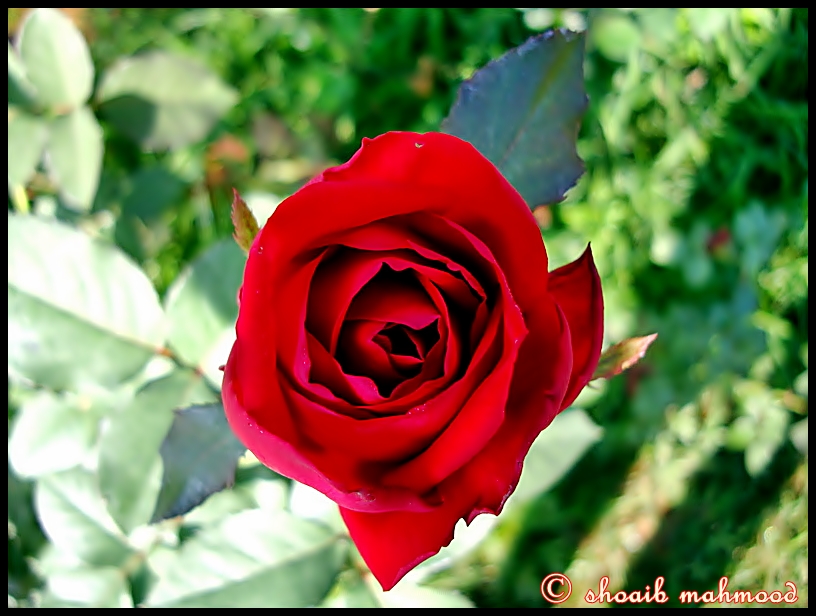 Ghurnayoman Ghora-Fera:::...: mission Golap-Gram