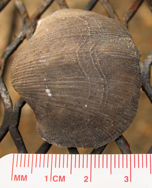 Louisville Fossils and Beyond: Fossils of Bullitt County