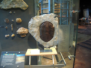 Louisville Fossils and Beyond: Visit to Indiana State Museum - Part 2
