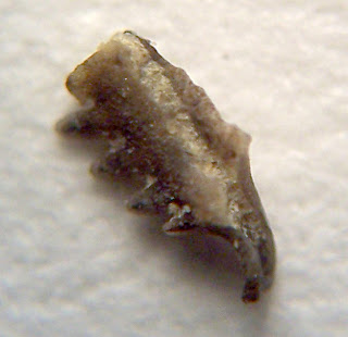 Louisville Fossils and Beyond: Scolecodonts and Trickery