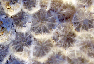 Louisville Fossils and Beyond: A Tale of Two Corals