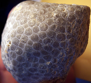 Louisville Fossils and Beyond: A Tale of Two Corals