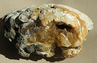 Louisville Fossils and Beyond: Giant Venus Clam Fossil