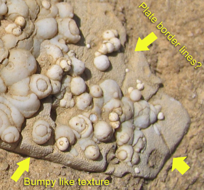 Louisville Fossils and Beyond: Beekite Covering Fossil