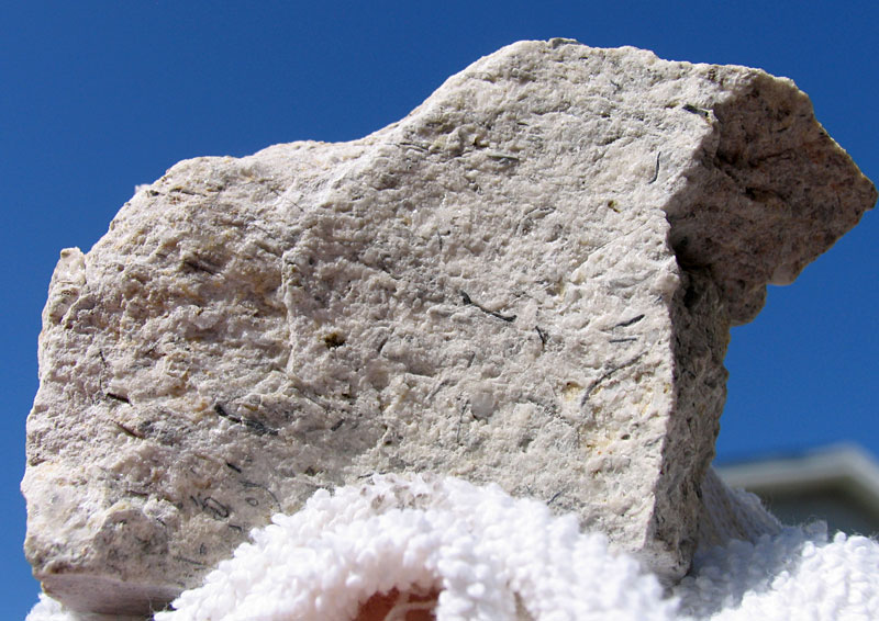 Louisville Fossils and Beyond: Kentucky Marble