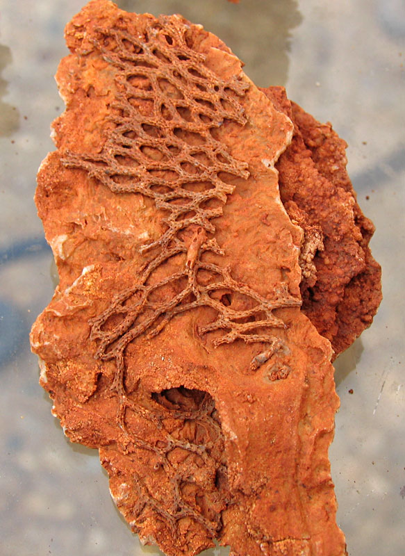 Louisville Fossils and Beyond: Cladopora Coral