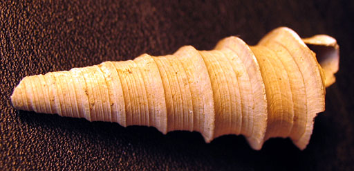 Louisville Fossils and Beyond: Turritella Gastropod of Alabama