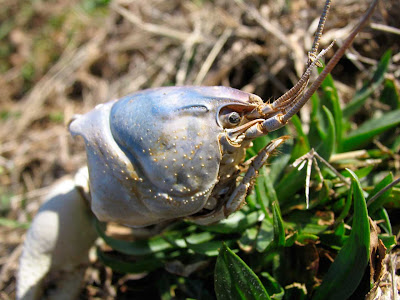 Louisville Fossils and Beyond: Indiana Blue Crayfish