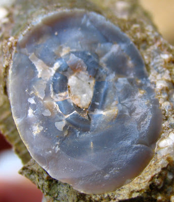 Louisville Fossils and Beyond: Blue Fossils of Lake Cumberland Kentucky