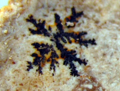 Louisville Fossils and Beyond: A Pseudofossil Called Dendrites