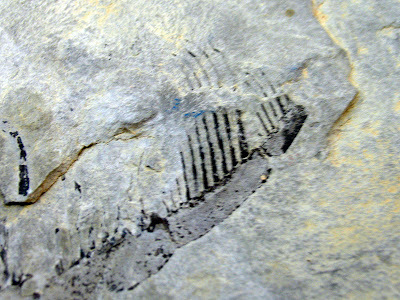 Louisville Fossils and Beyond: Eurypterid Megalograptus ohioensis