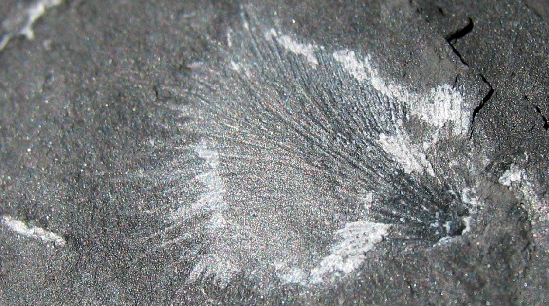 Louisville Fossils and Beyond: Neuropteris Plant Fossil