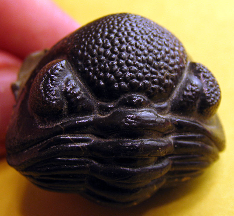 Louisville Fossils and Beyond: Phacops Trilobite From Ohio