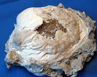 Louisville Fossils and Beyond: Mercenaria permagna Clam Fossil