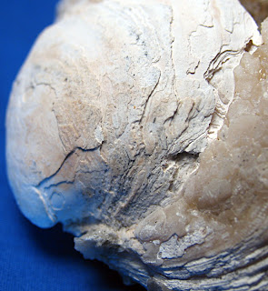 Louisville Fossils and Beyond: Mercenaria permagna Clam Fossil