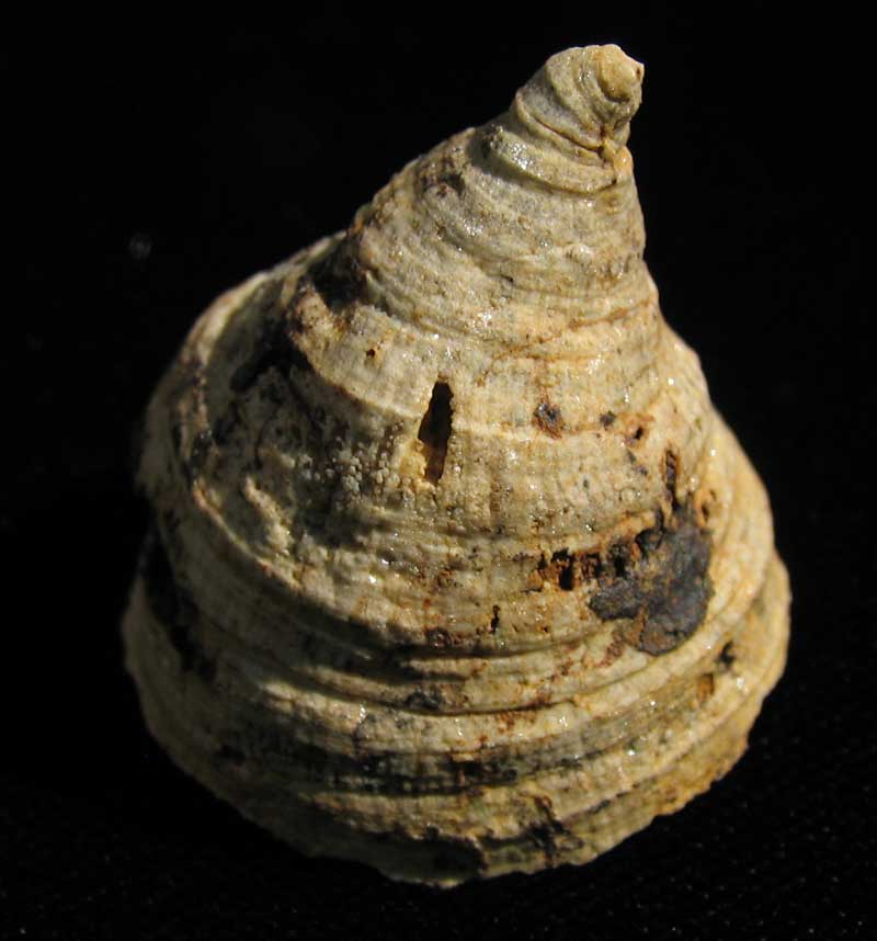 Louisville Fossils and Beyond: Heliophyllum of the North Vernon Limestone