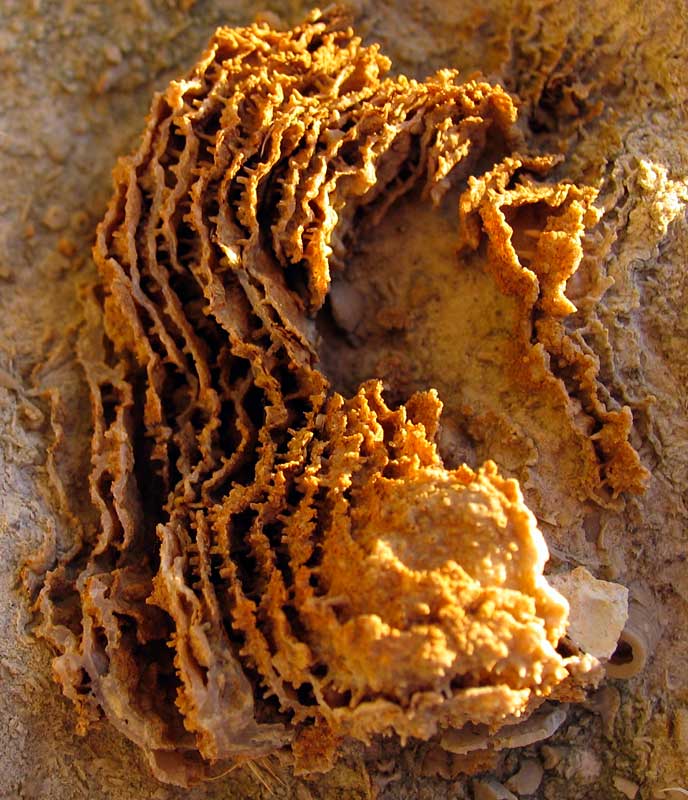 Louisville Fossils and Beyond: Stromatoporoids