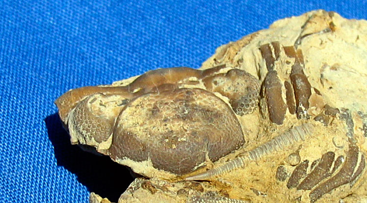 Louisville Fossils and Beyond: Phacops Trilobite with Tentaculites