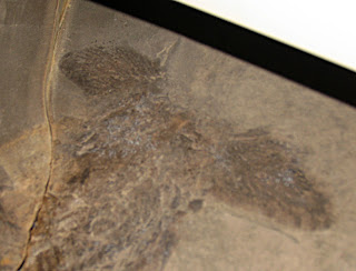 Louisville Fossils and Beyond: Cladoselache Shark Fossil