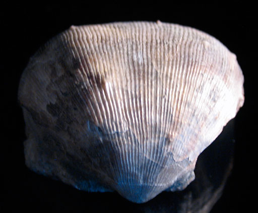 Louisville Fossils and Beyond: 07/01/2010 - 08/01/2010