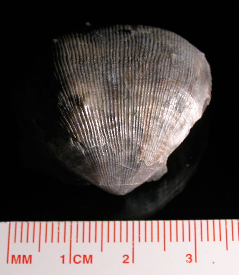 Louisville Fossils and Beyond: 07/01/2010 - 08/01/2010