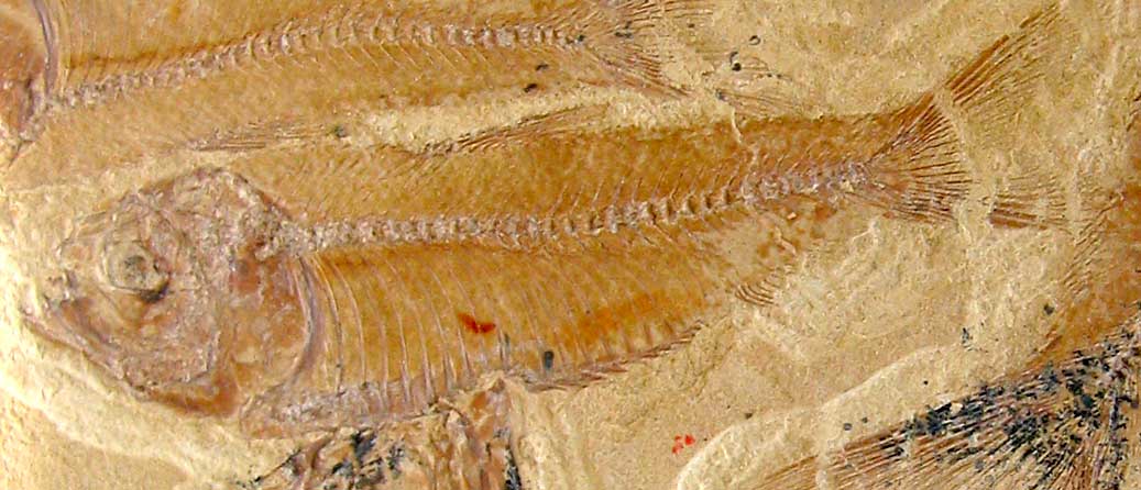 Louisville Fossils and Beyond: Fossils at the Louisville Zoo - Part 2