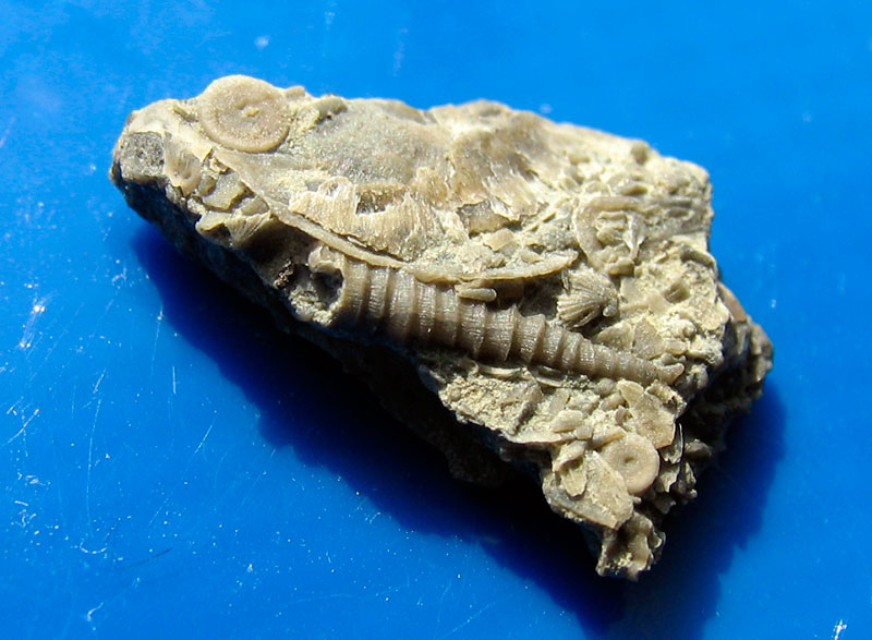 Louisville Fossils and Beyond: Kope Formation Cornulites