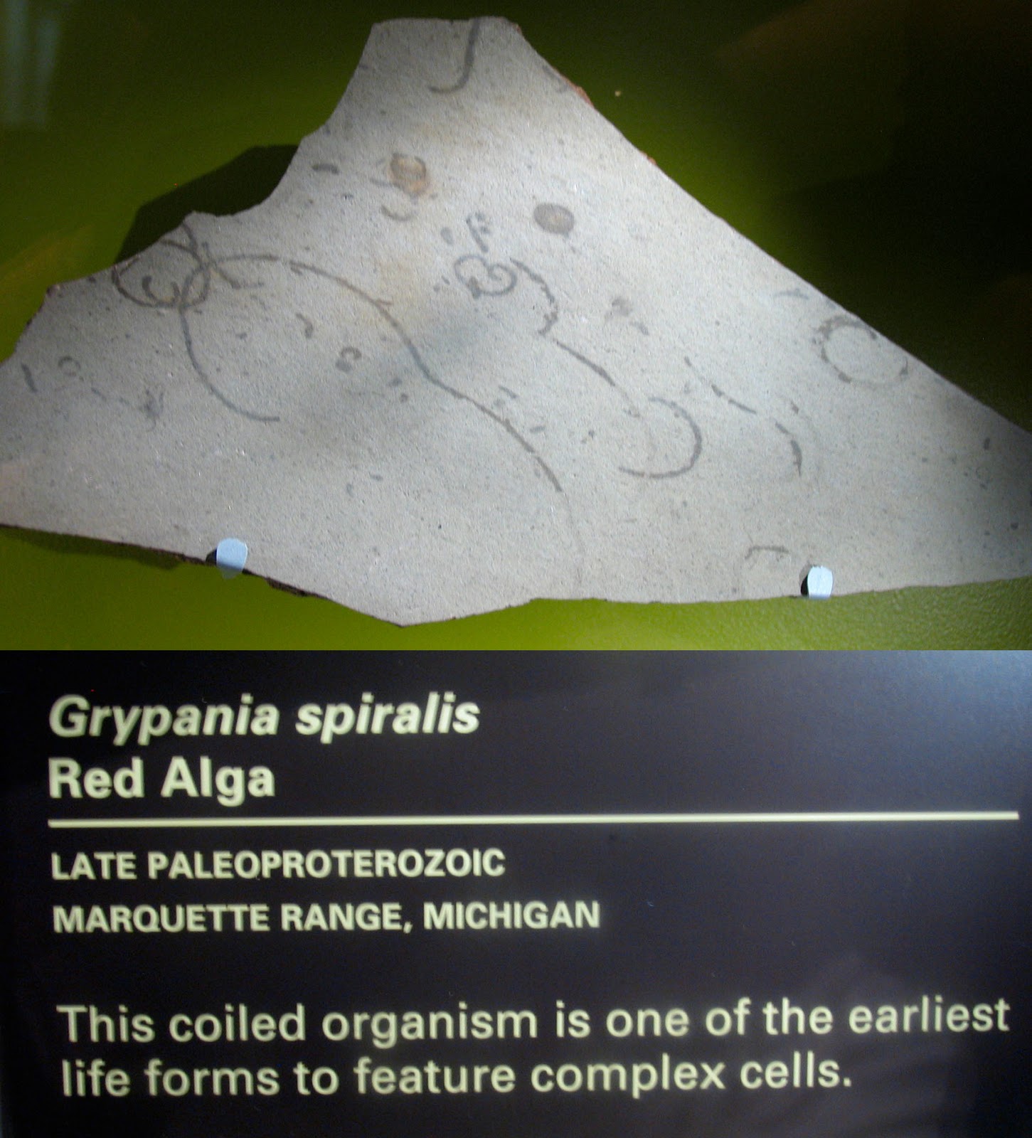 Louisville Fossils and Beyond: Aug 29, 2010