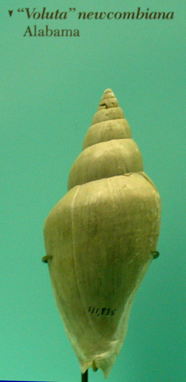 Louisville Fossils and Beyond: 08/01/2010 - 09/01/2010